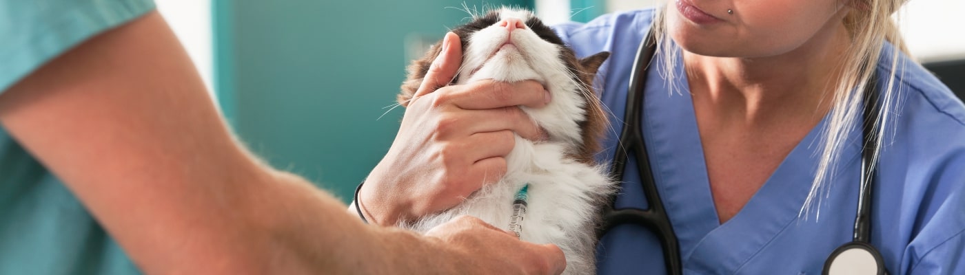 Broward College Veterinary Assistant Online Certification Course